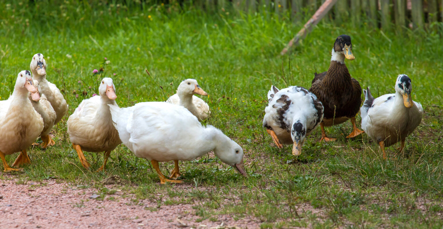 10 True Facts About Ducks - Backyard Poultry